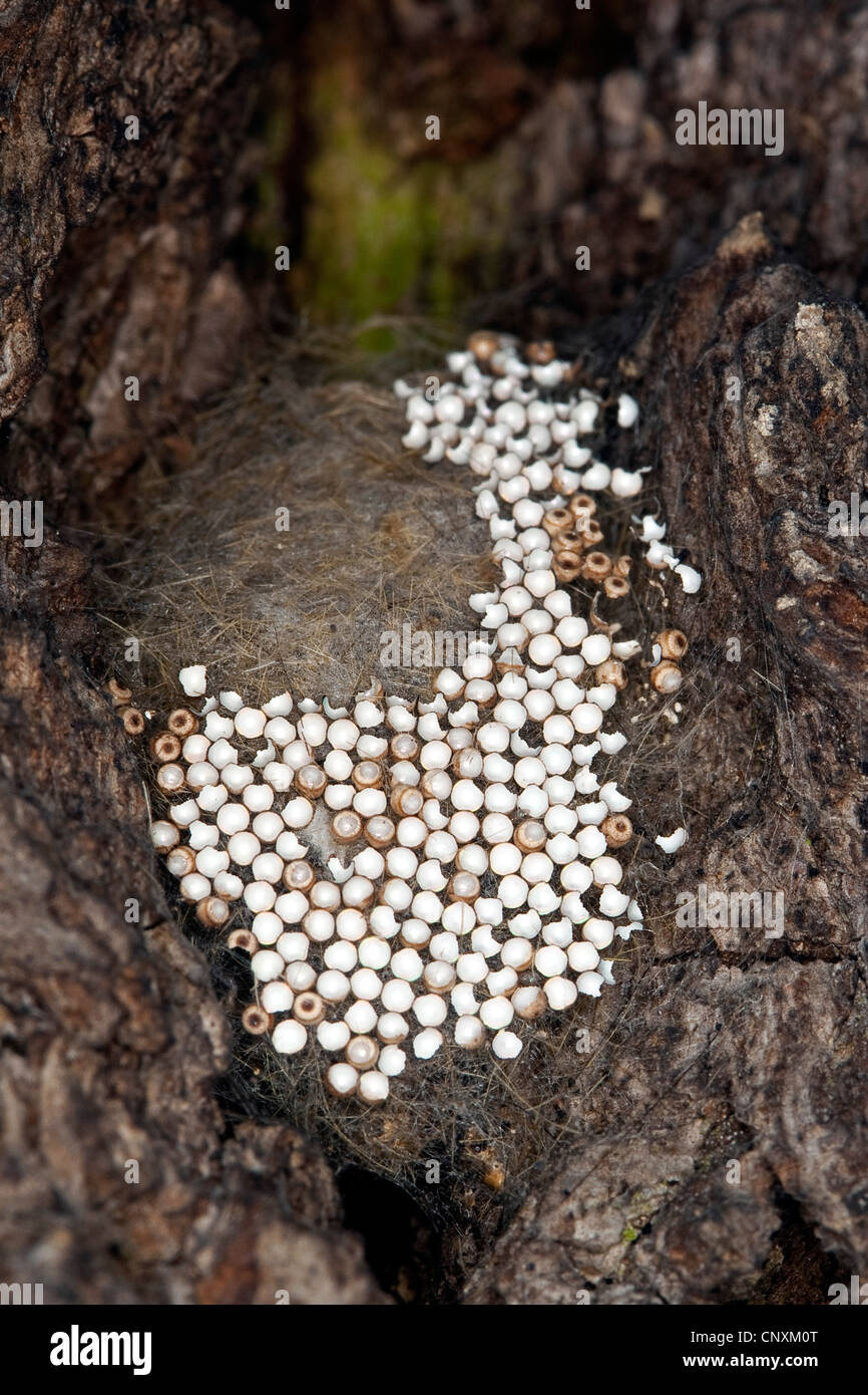 vapourer moth, common vapourer, rusty tussock moth (Orgyia antiqua, Orgyia recens), eggs on the ...