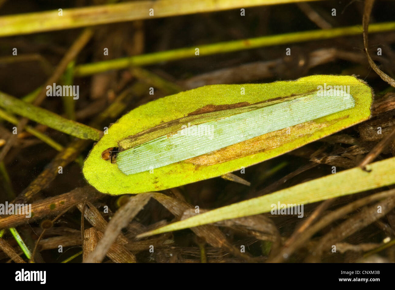 brown China-mark moth, brown China-mark (Nymphula nymphaeata, Elophila ...