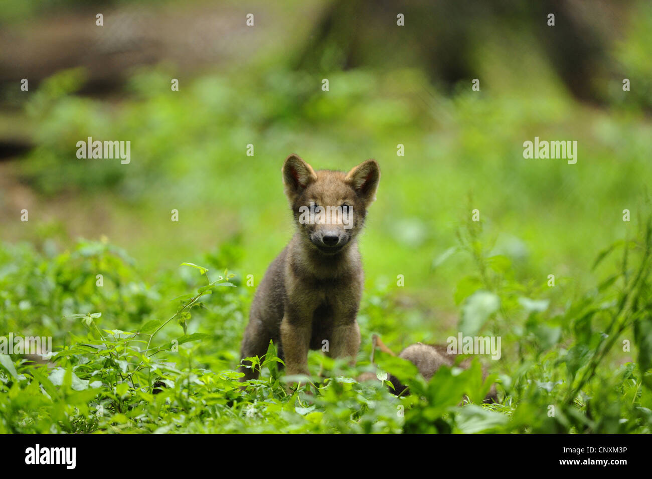Wolf cub hi-res stock photography and images - Alamy