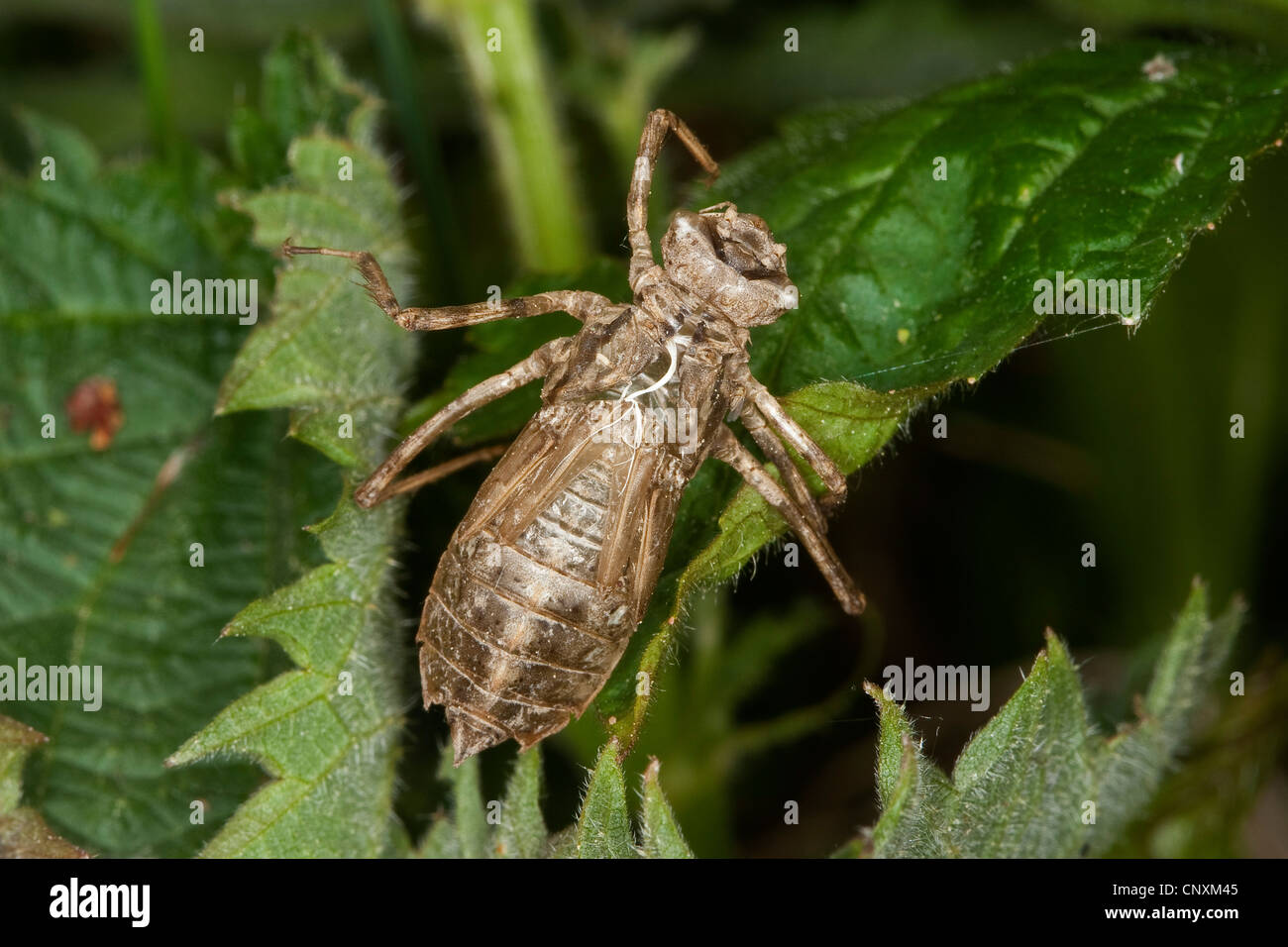 downy emerald (Cordulia aenea), exuvia, Germany Stock Photo - Alamy