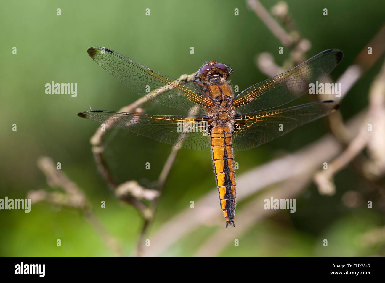 scarce chaser dragonfly, scarce libellula (Libellula fulva), female ...