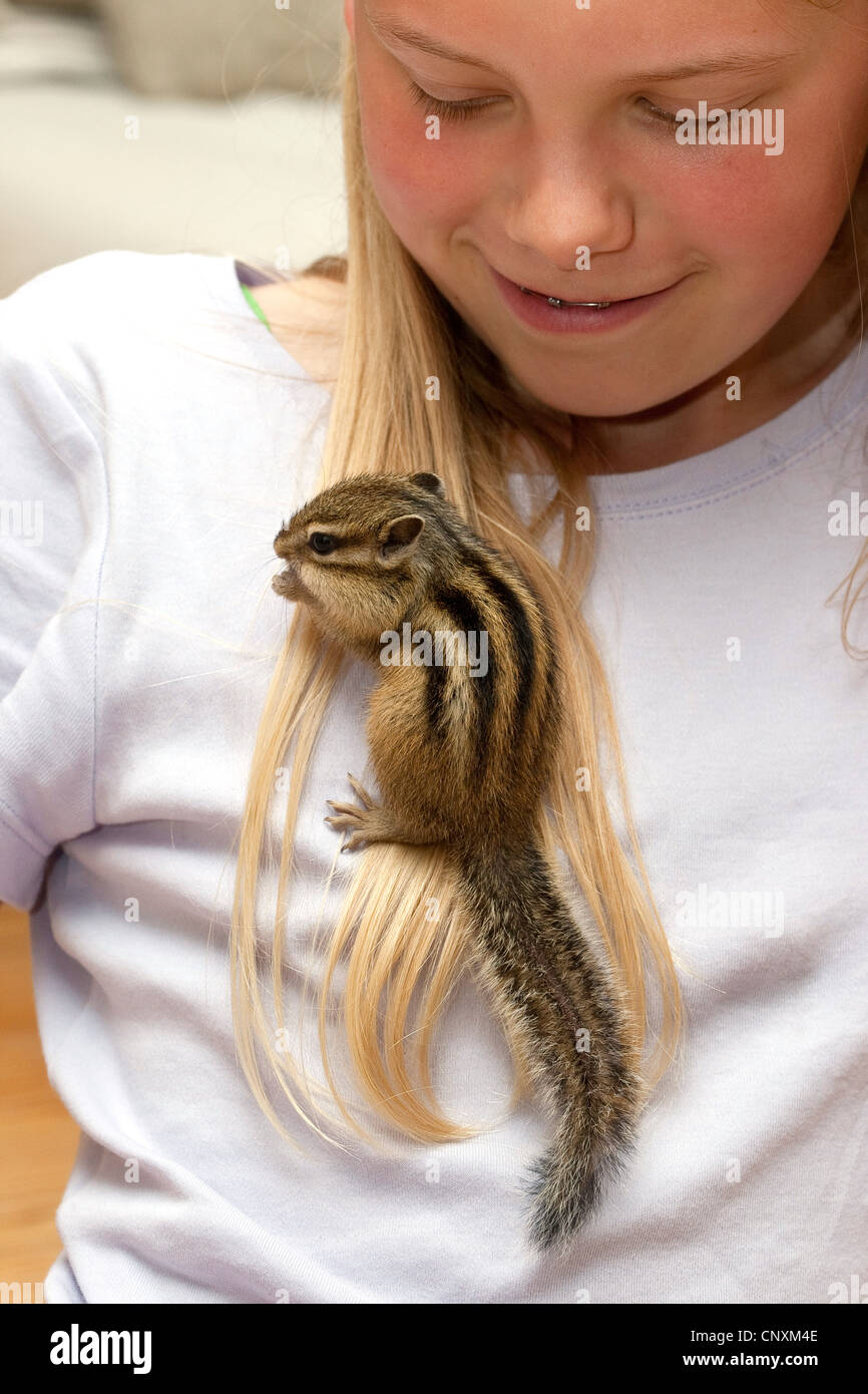 Siberian chipmunk (Eutamias sibiricus, Tamias sibiricus), chipmunk ...