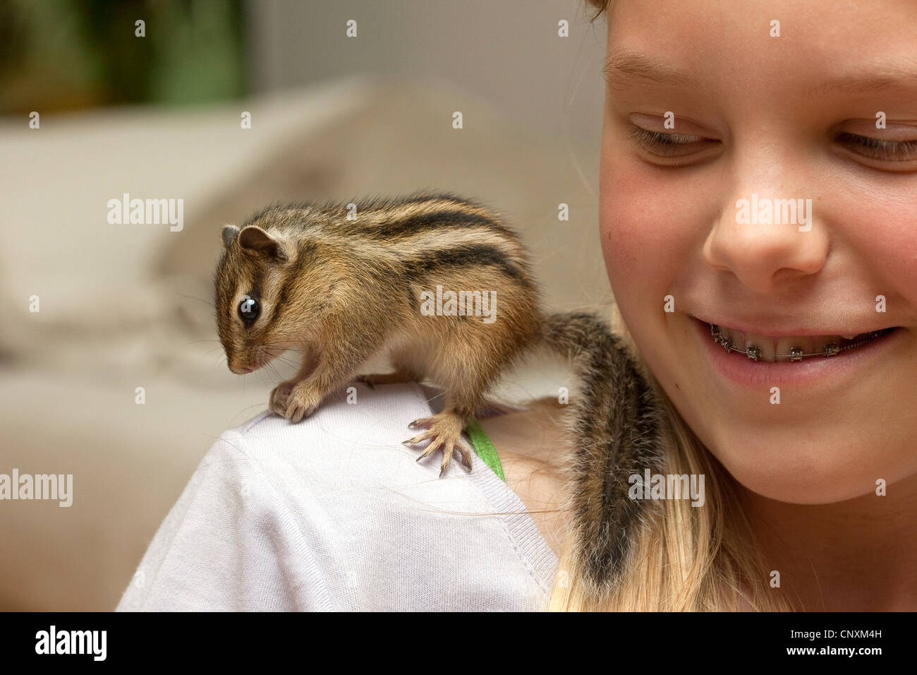 Siberian chipmunk (Eutamias sibiricus, Tamias sibiricus), chipmunk ...