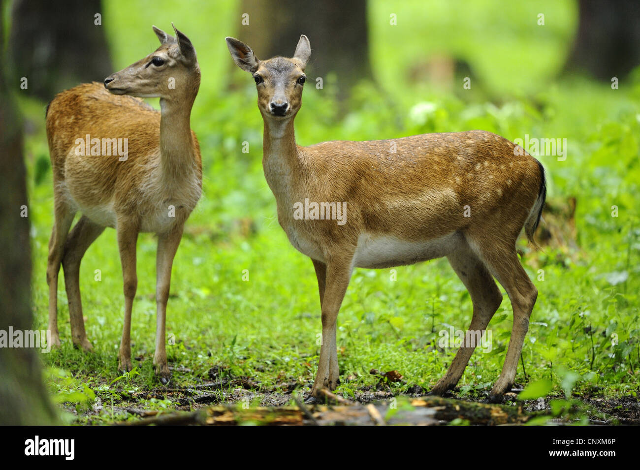 fallow deer (Dama dama, Cervus dama), two females standing at a forest ...