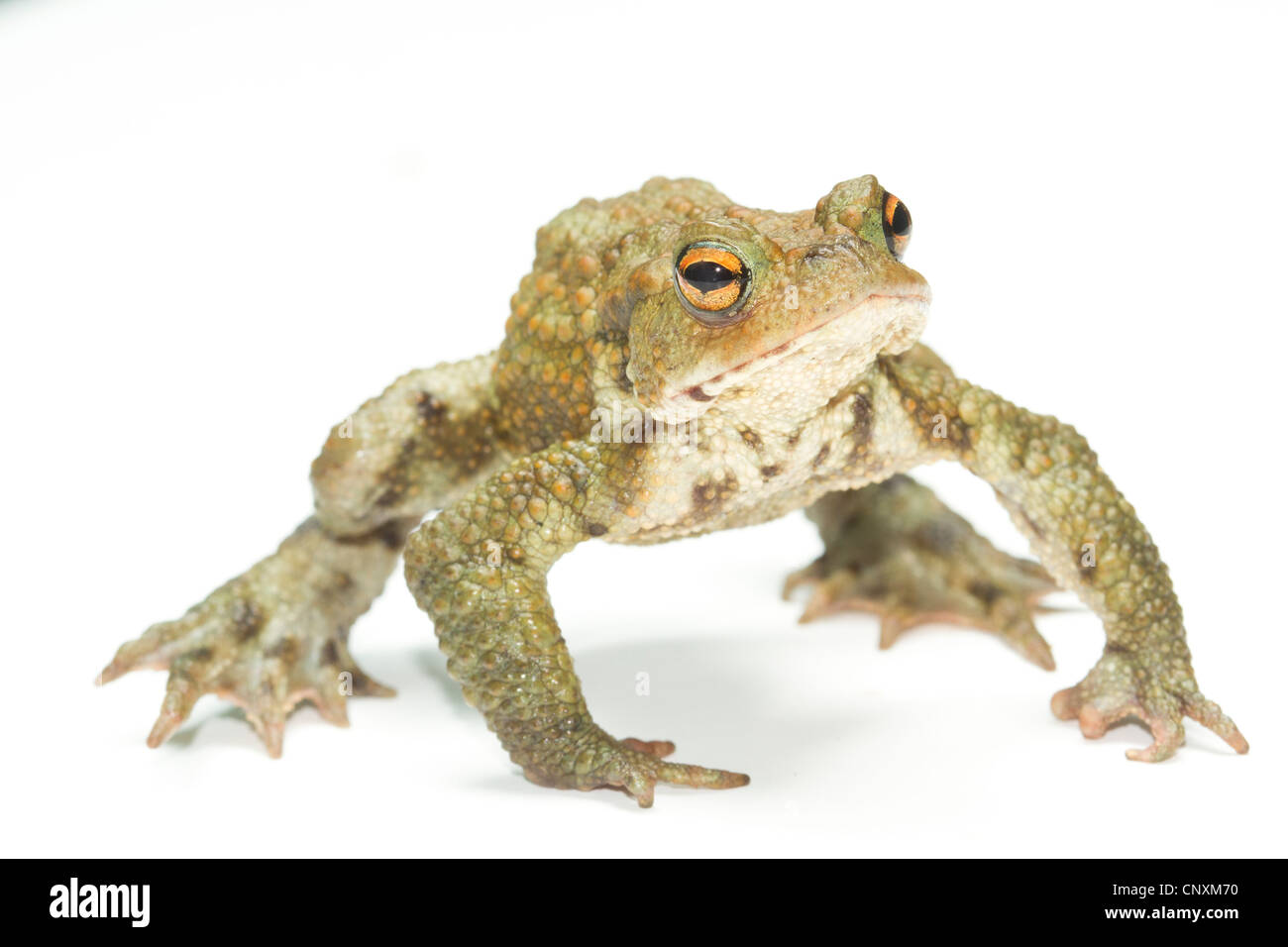 Common male toad Stock Photo - Alamy