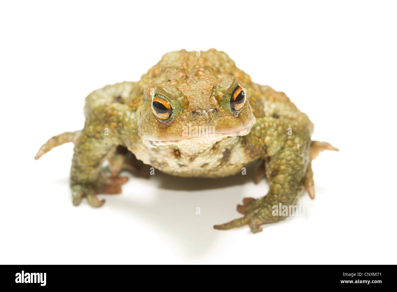 Common male toad Stock Photo - Alamy