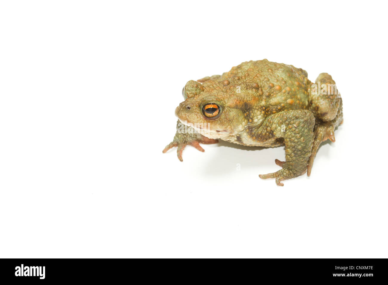 Common male toad Stock Photo - Alamy