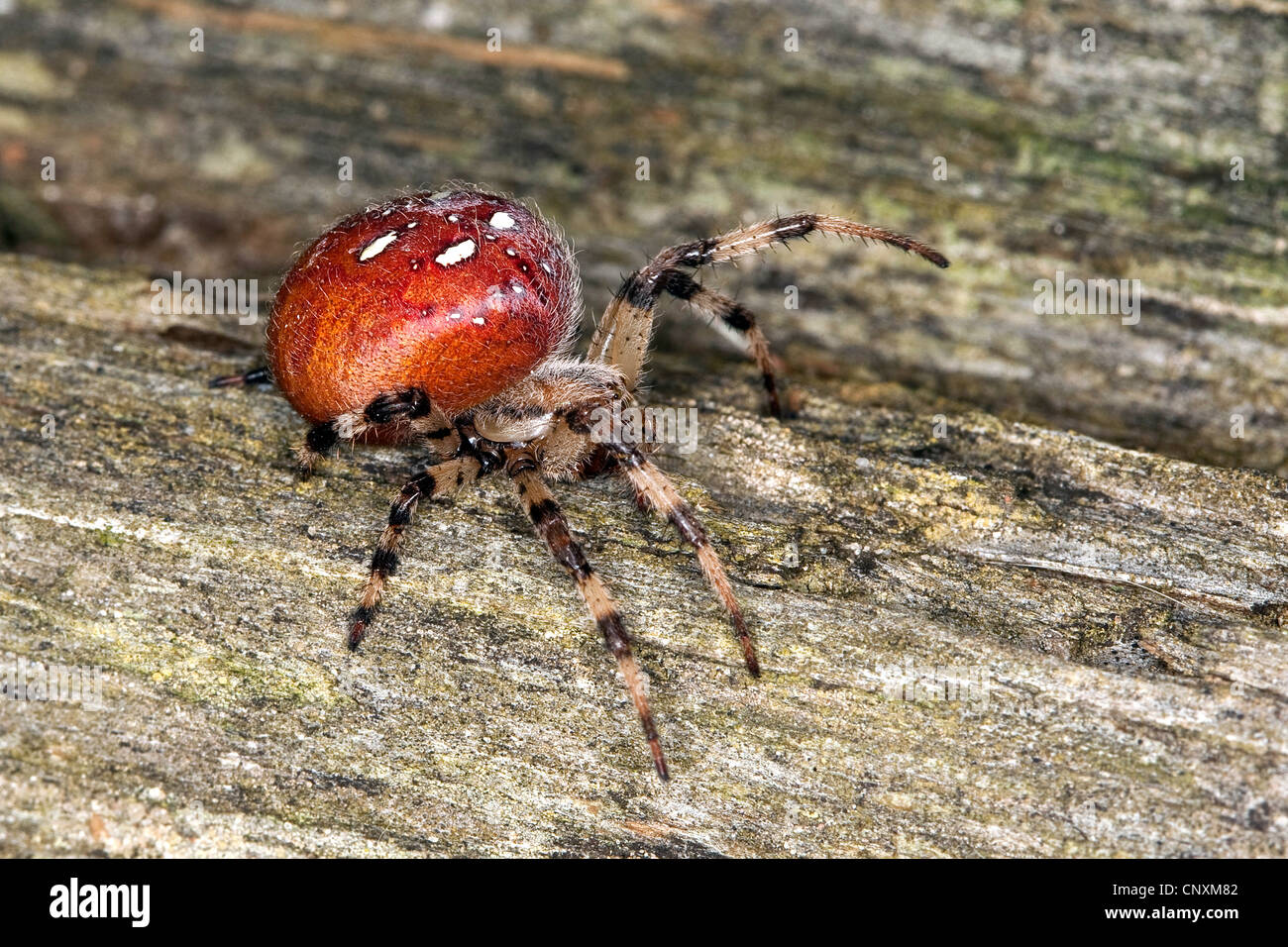 fourspotted orbweaver (Araneus quadratus), female sitting on wood ...