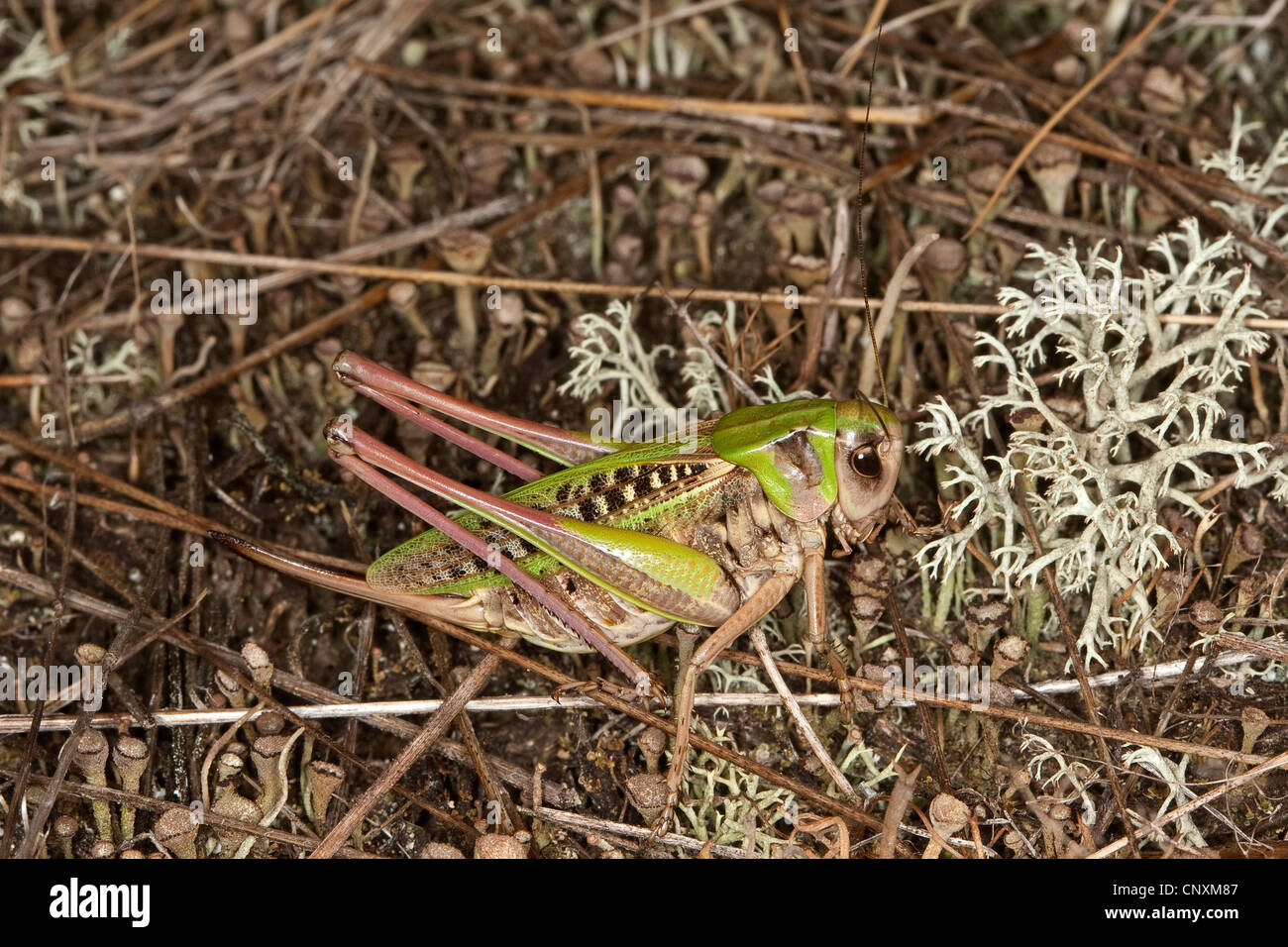 wart-biter, wart-biter bushcricket (Decticus verrucivorus), female with ...