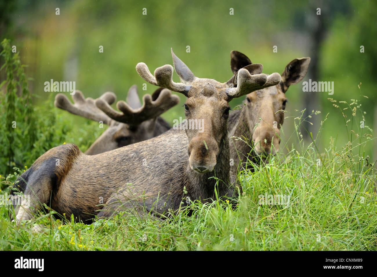 Moose lying down hi-res stock photography and images - Alamy