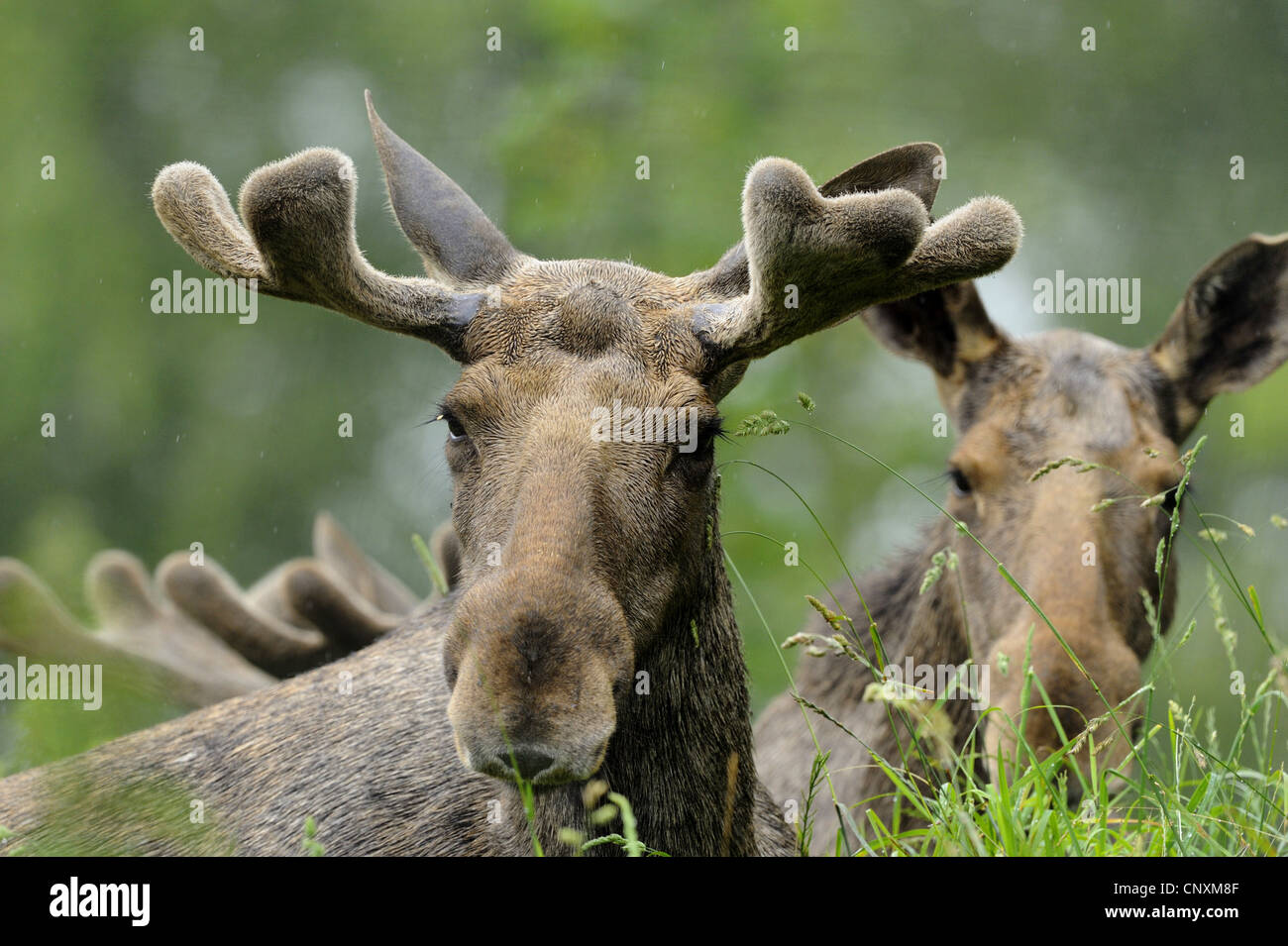 Moose lying down hi-res stock photography and images - Alamy