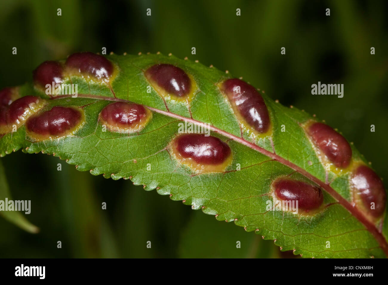 willow bean-gall sawfly (Pontania proxima), galls on a willow leaf ...