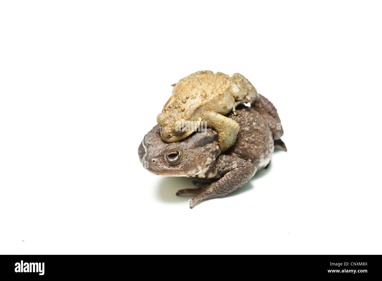 Common Toads on white Stock Photo - Alamy