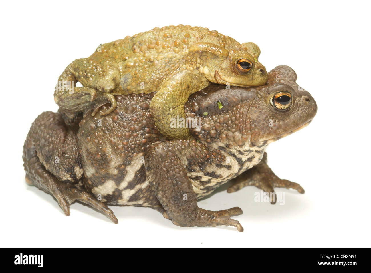 Mating toads on white hi-res stock photography and images - Alamy
