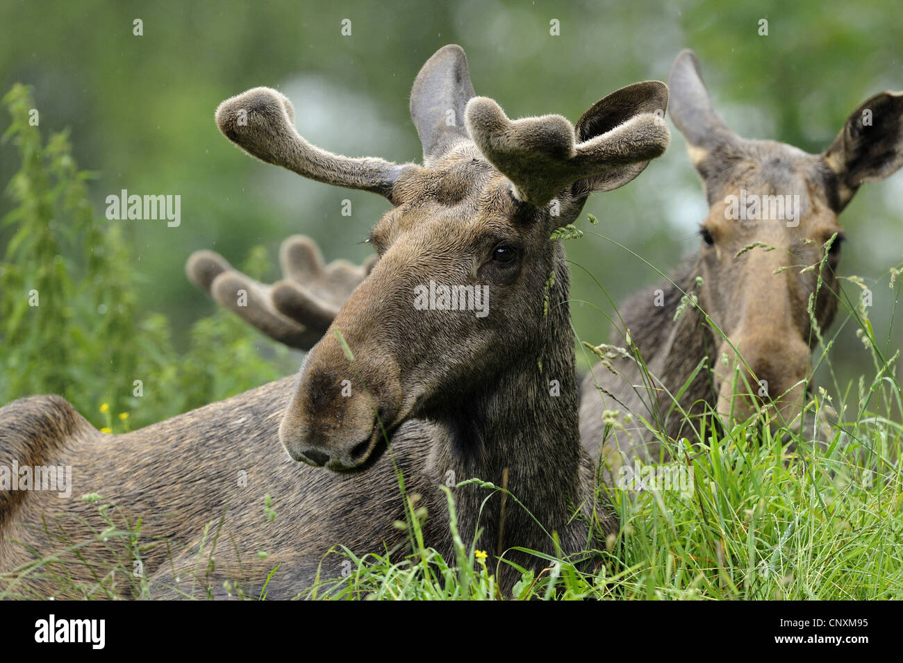 Moose lying down hi-res stock photography and images - Alamy