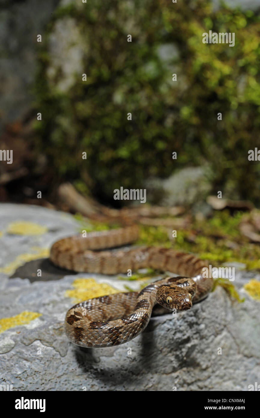 cat snake, European cat snake (Telescopus fallax), juvenile showing ...