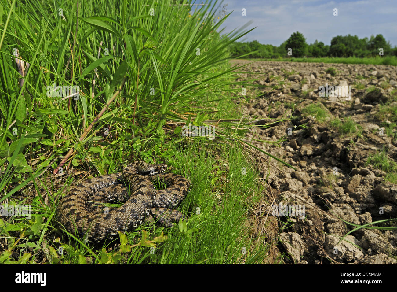adder, common viper, common European viper, common viper (Vipera berus ...
