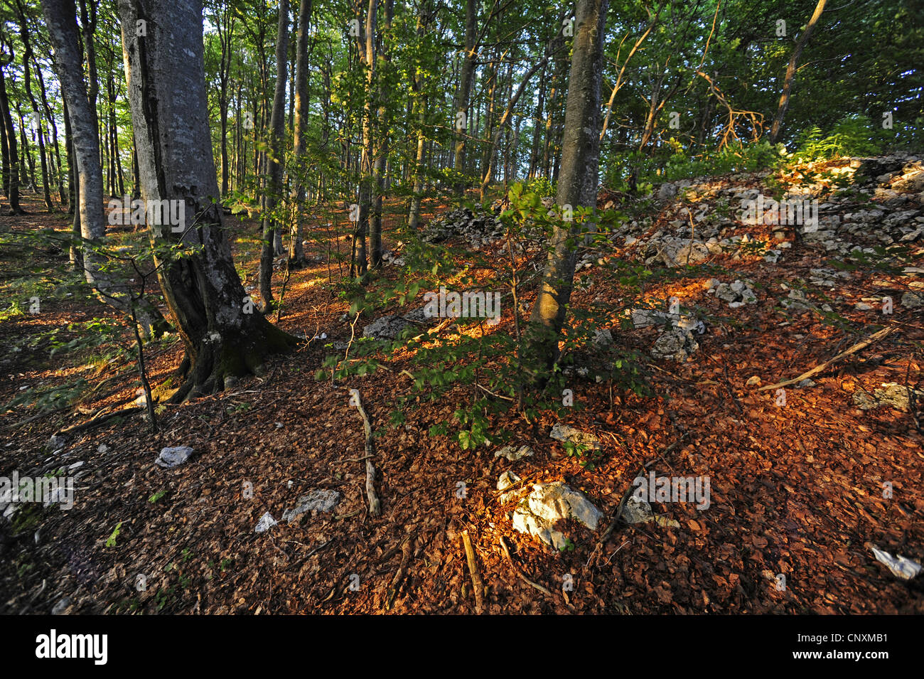 View over ground forest spots hi-res stock photography and images - Alamy