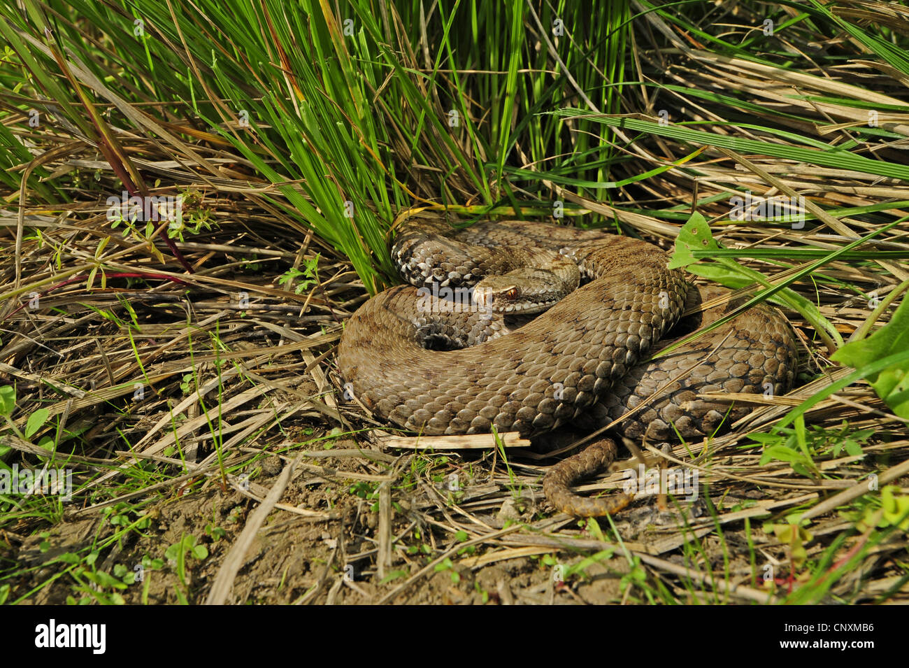 adder, common viper, common European viper, common viper (Vipera berus ...