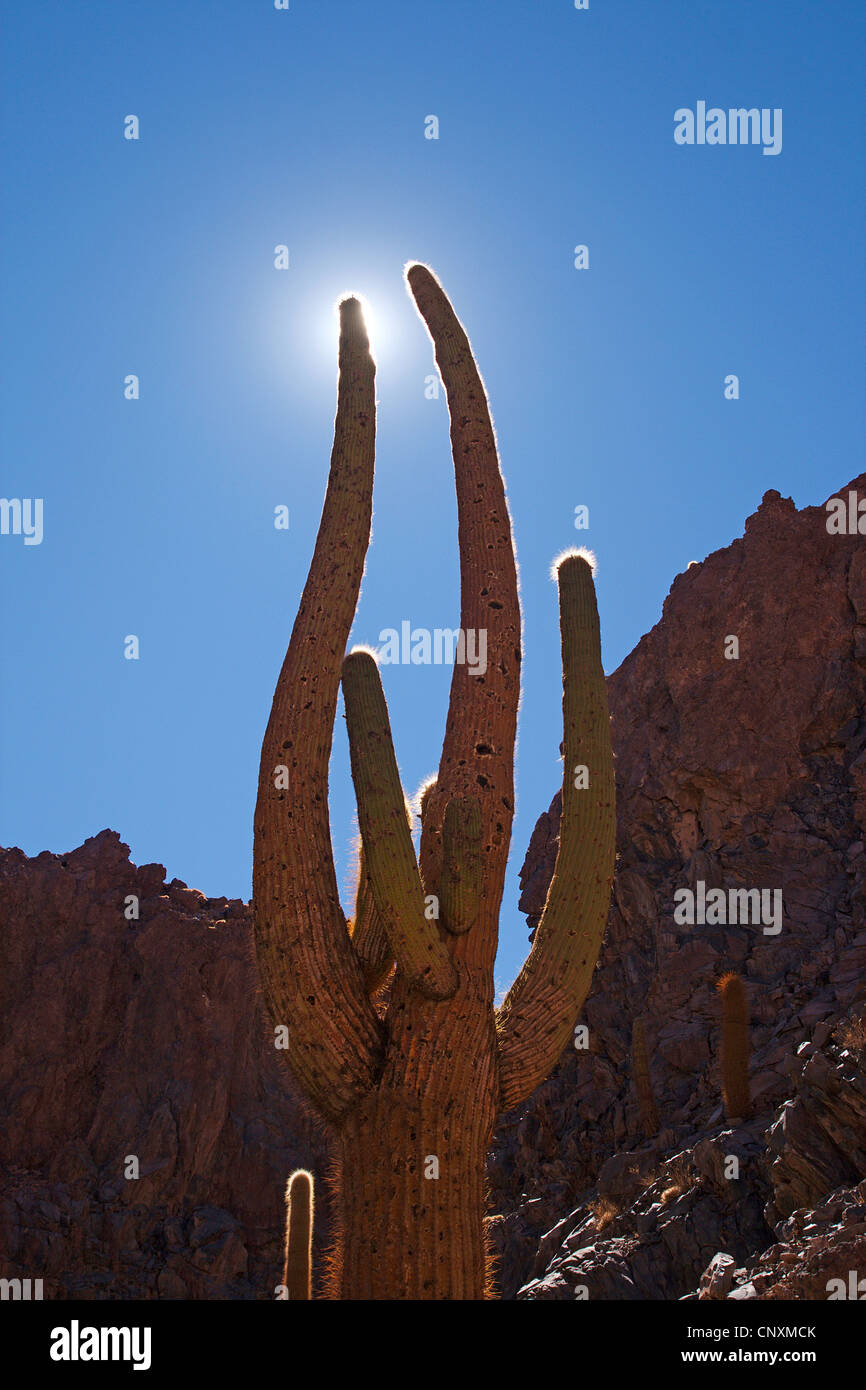 cactus in Atacama desert, Chile, Atacama Desert Stock Photo - Alamy