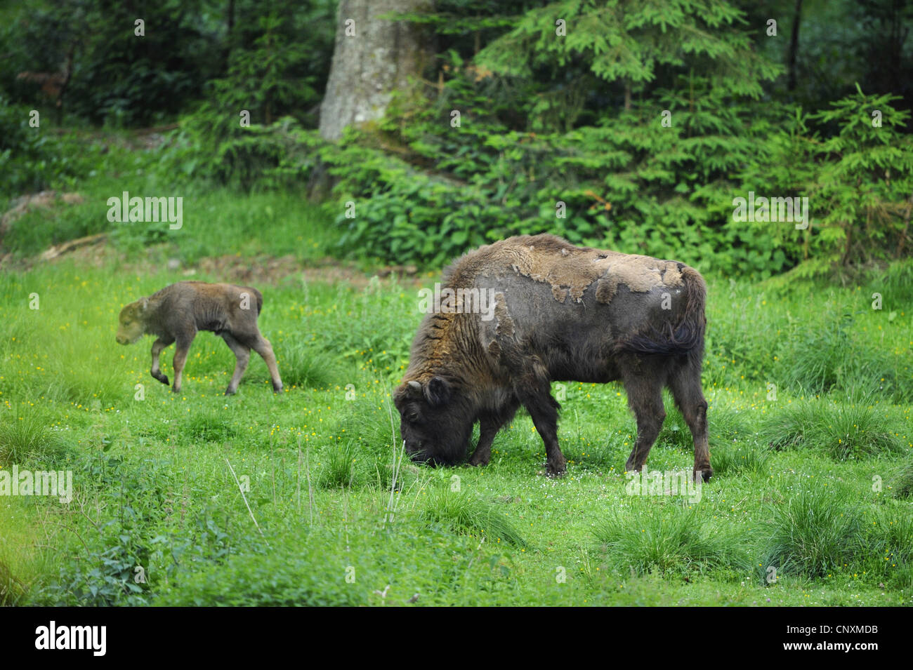 European bison, wisent (Bison bonasus), female grazing with a calf in a ...