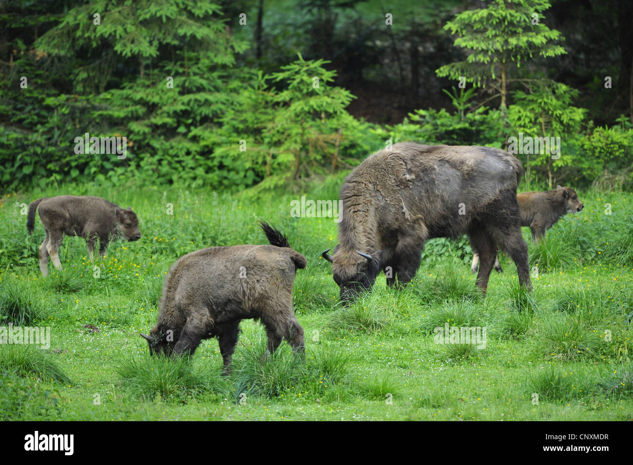European bison, wisent (Bison bonasus), herd grazing in a meadow at a ...