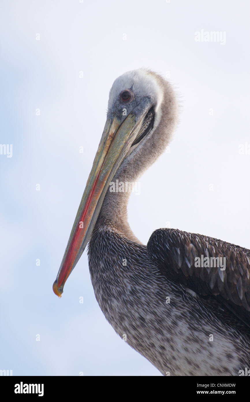 Peruvian Pelican (Pelecanus thagus), portrait, Chile, Antofagasta Stock ...