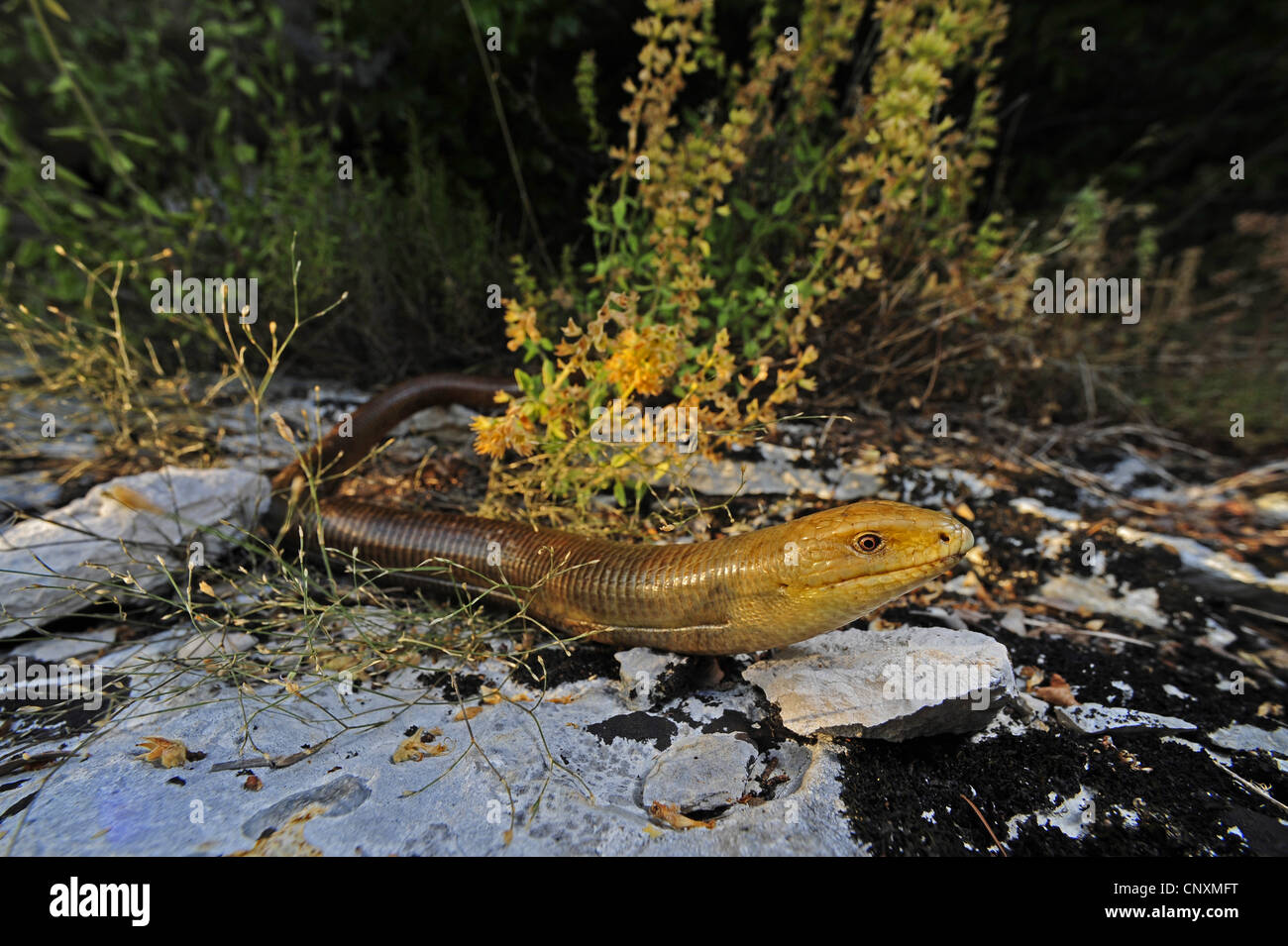European glass lizard, armored glass lizard (Ophisaurus apodus ...
