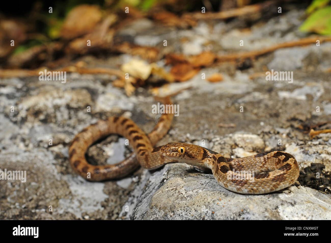 cat snake, European cat snake (Telescopus fallax), juvenile on a rock ...