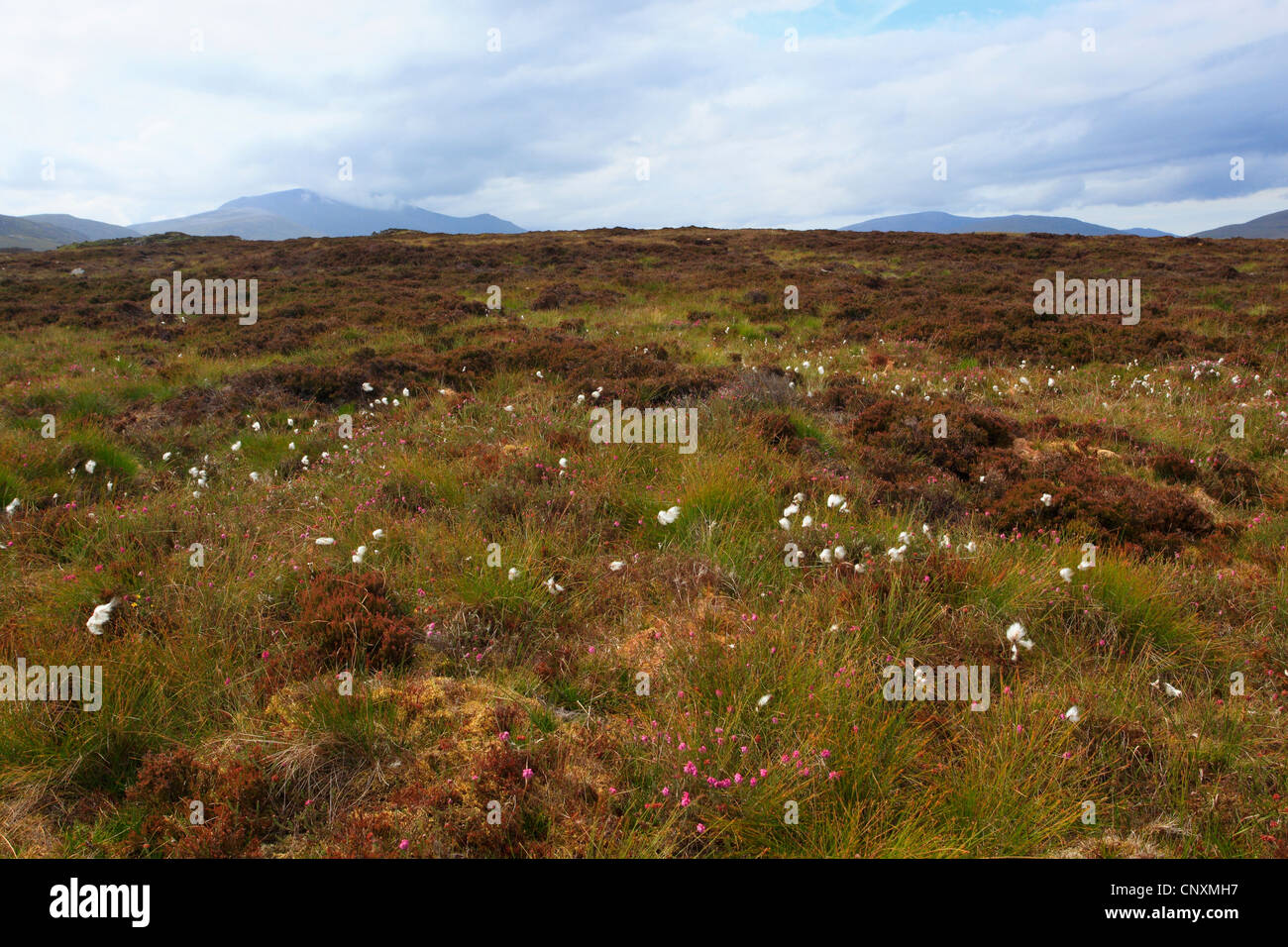 vegetation with Erica and cotton-grass in the Schottische Highlands ...
