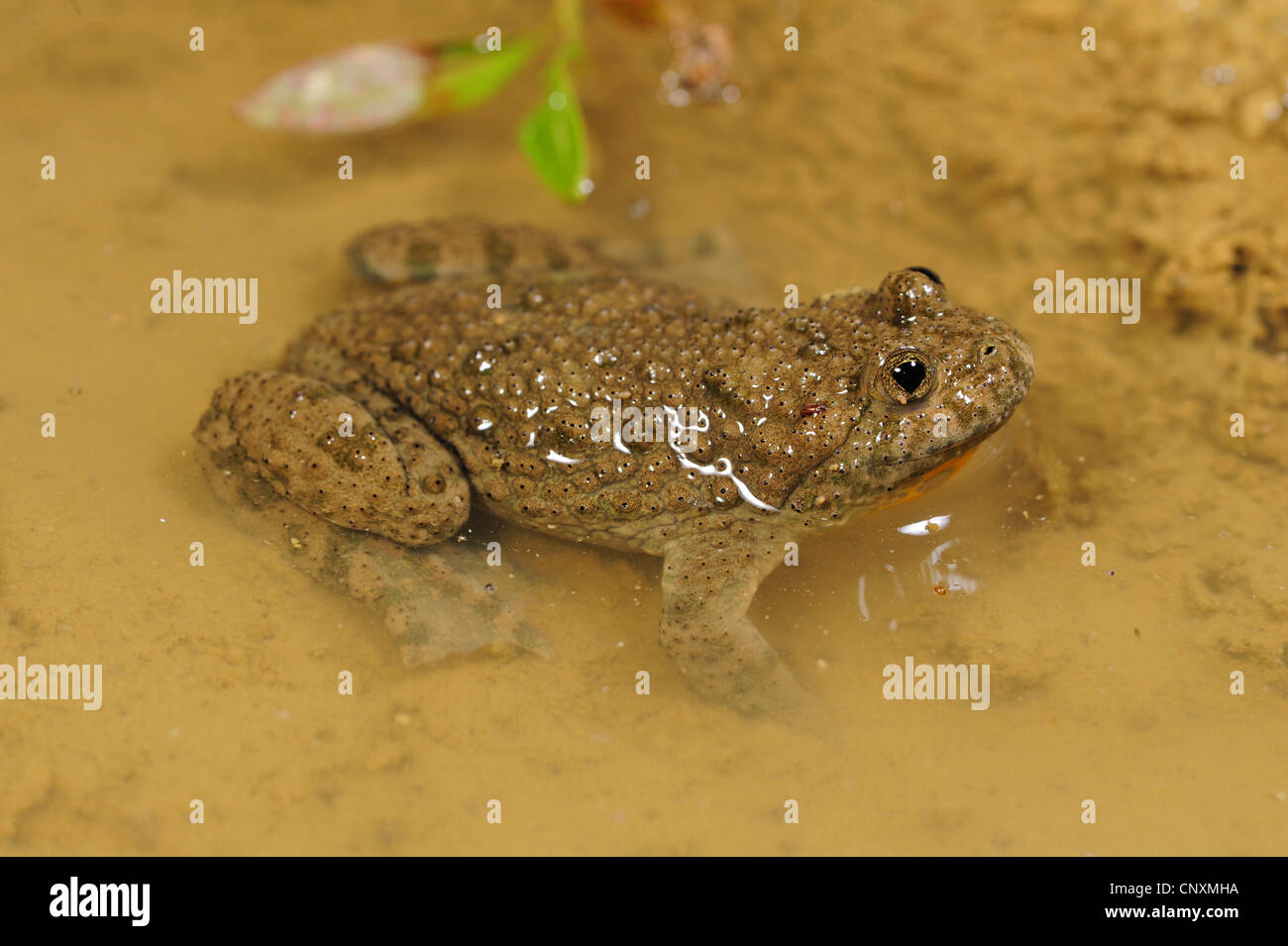 yellow-bellied toad, yellowbelly toad, variegated fire-toad (Bombina ...