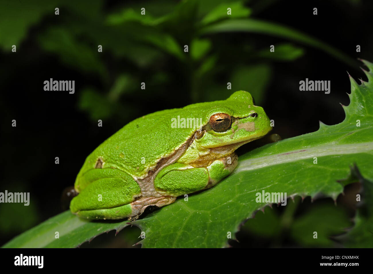 Croatia B Trapp Horizontal High Resolution Stock Photography and Images ...