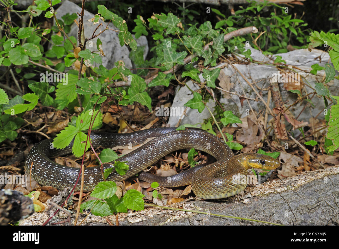 Aesculapian snake (Elaphe longissima, Zamenis longissimus ), creeping ...