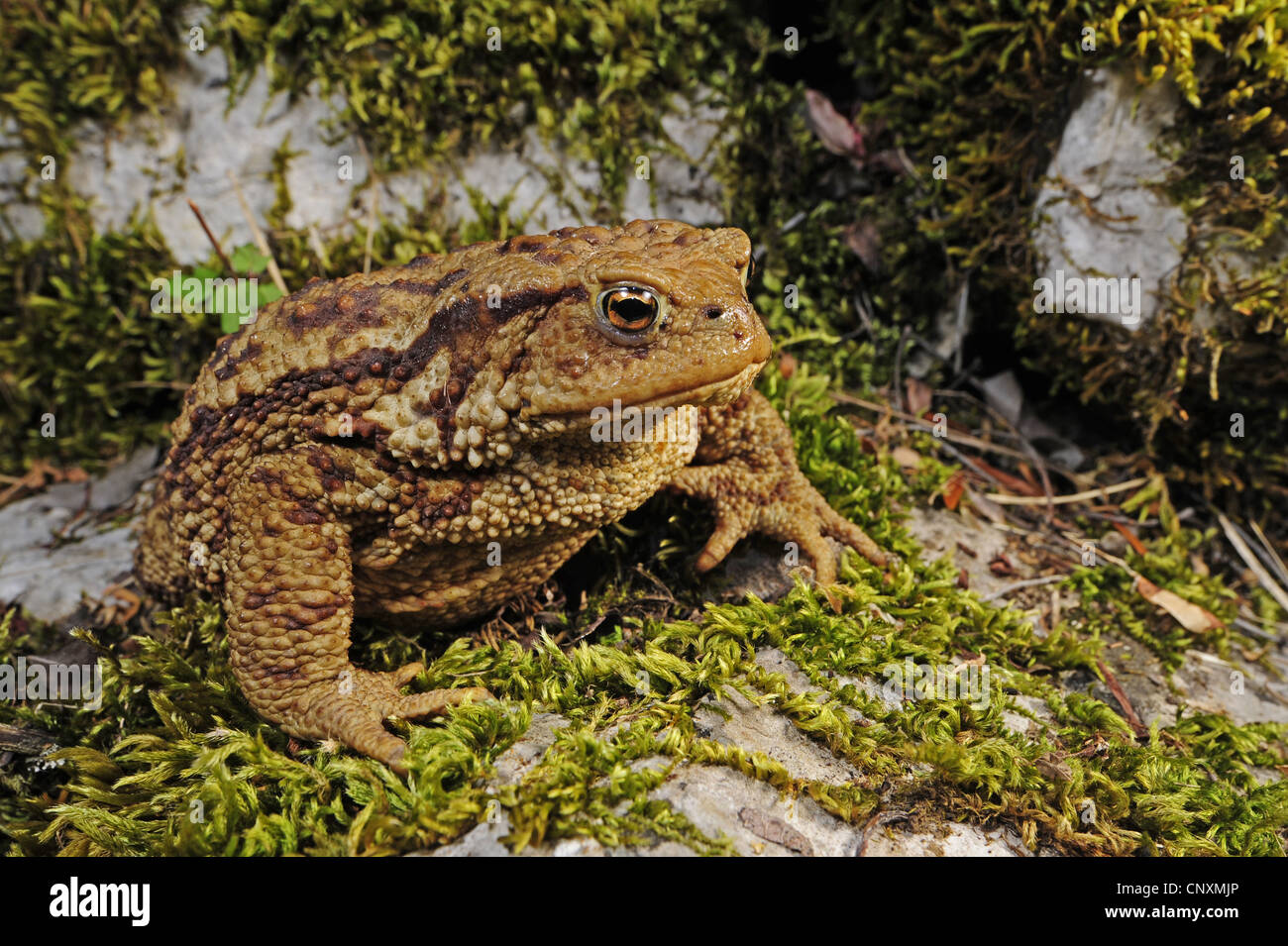European common toad bufo bufo spinosus hi-res stock photography and ...