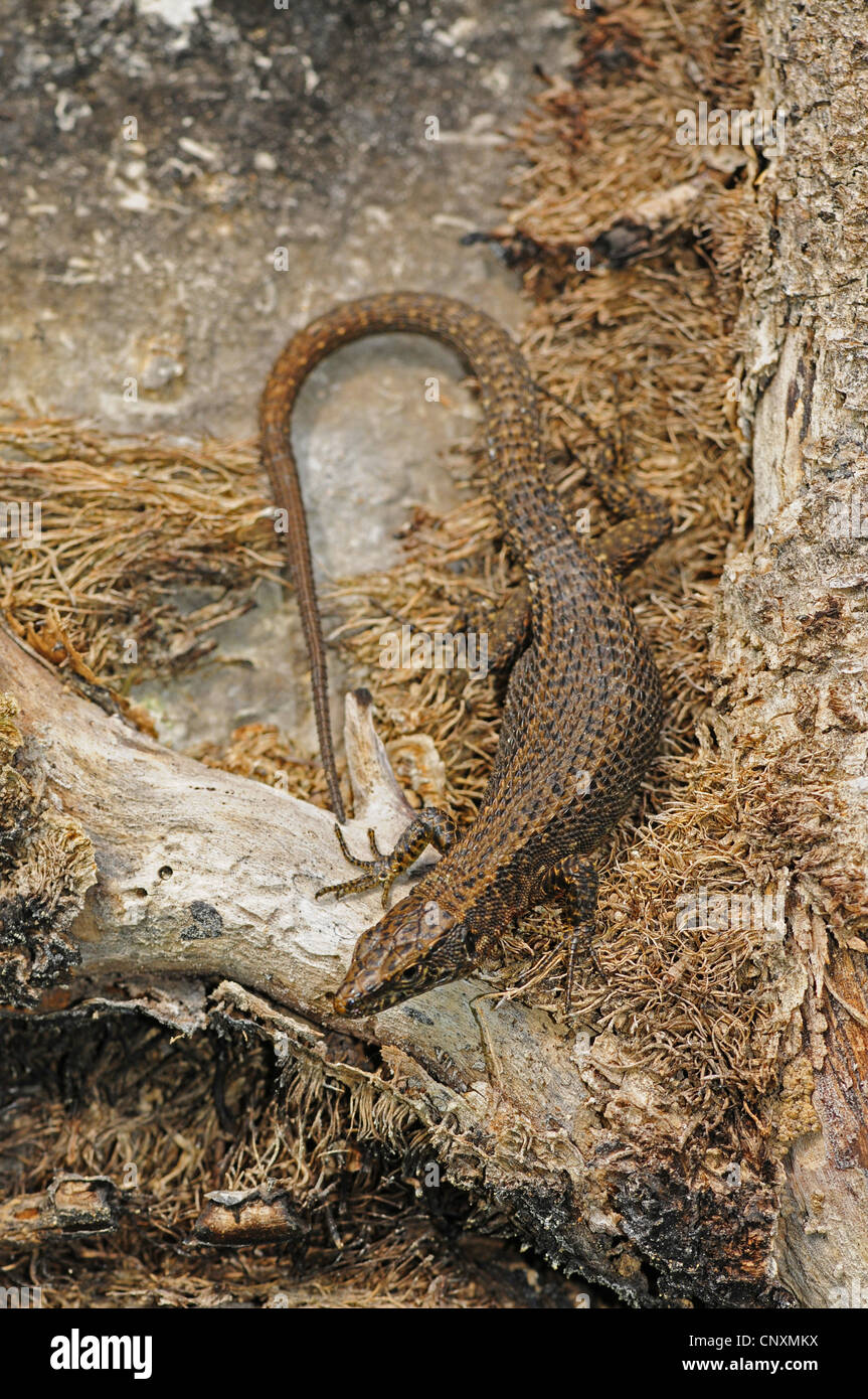 Blue throated keeled lizard algyroides nigropunctatus hi-res stock ...
