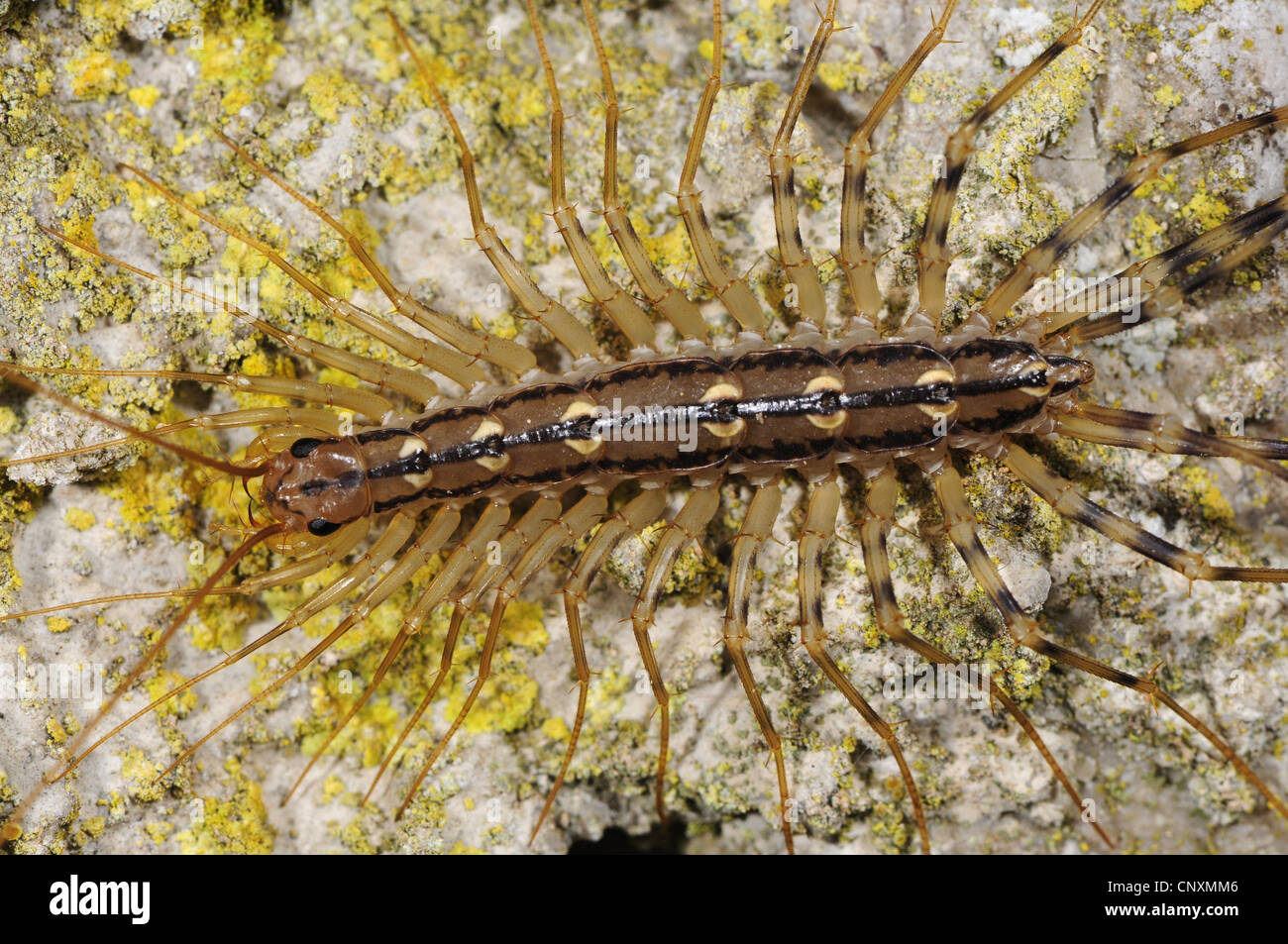 scutigeromorphs (Scutigeromorpha, Notostigmophora), at a wall, Croatia ...
