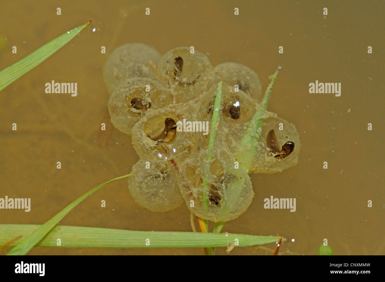 yellow-bellied toad, yellowbelly toad, variegated fire-toad (Bombina ...