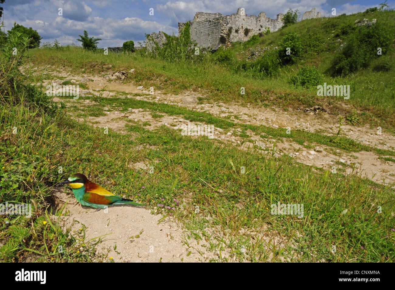 European bee eater (Merops apiaster), sitting in front of its nest at a ...