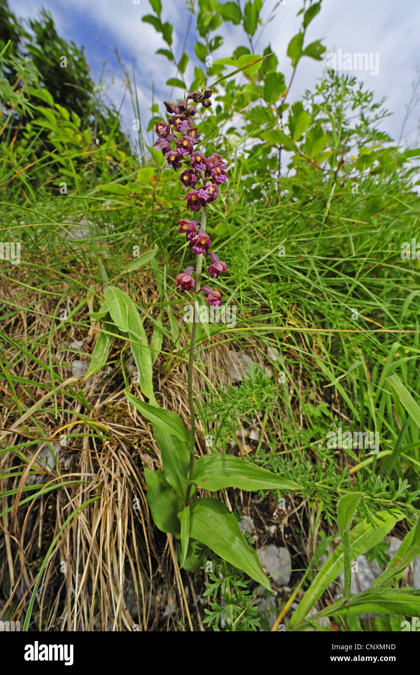 dark-red helleborine, royal helleborine (Epipactis atrorubens ...