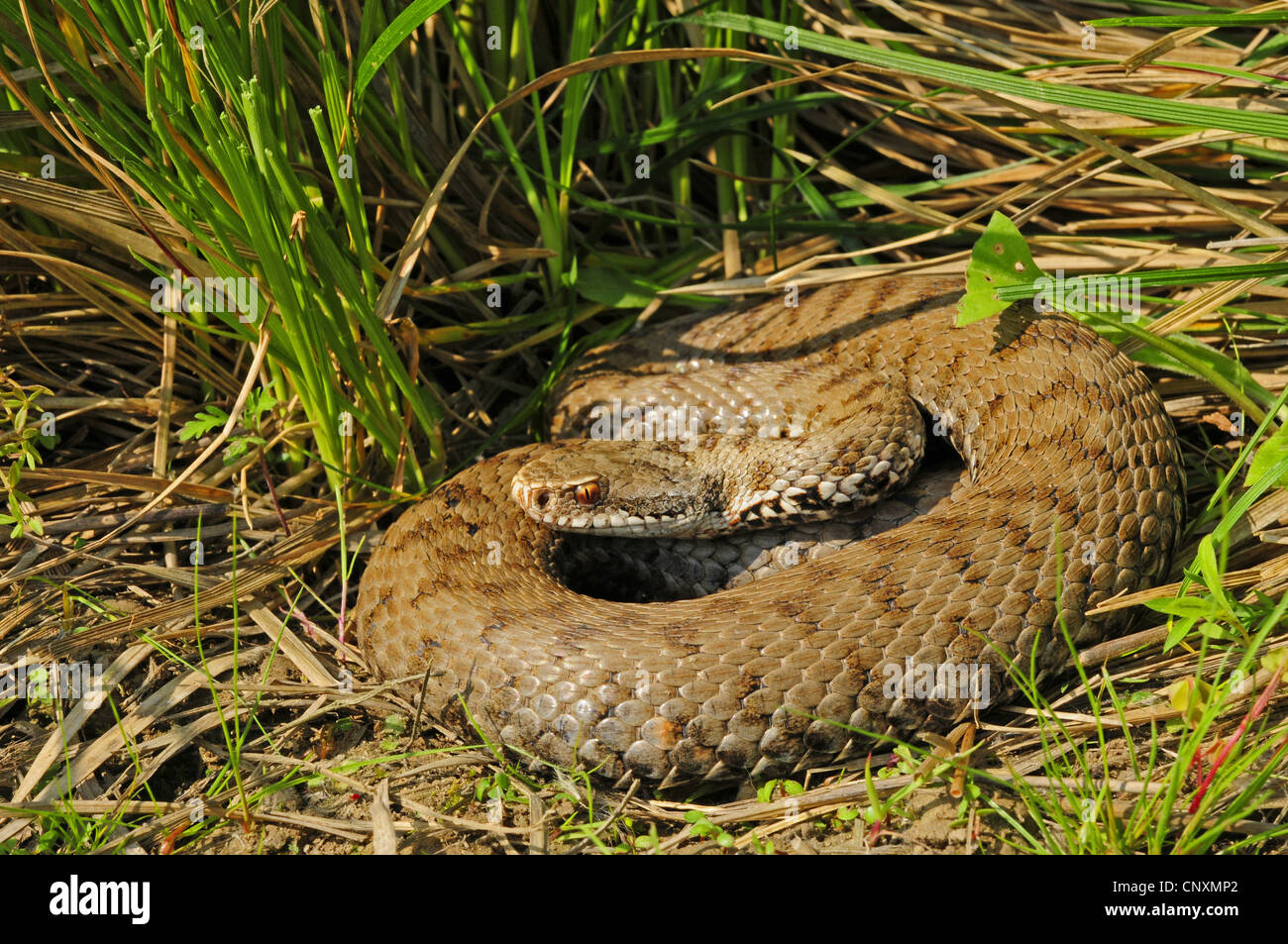 adder, common viper, common European viper, common viper (Vipera berus ...
