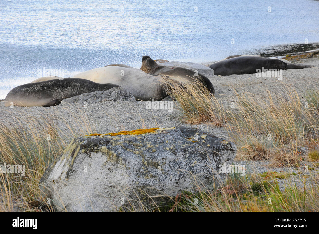 Elephant seals lying on beach, Ainsworth bay, Tierra del Fuego, Chile ...