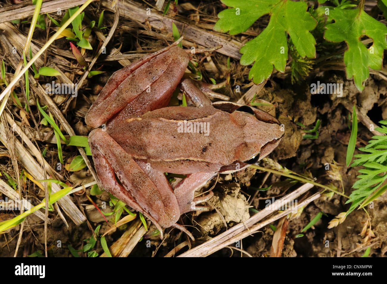 agile frog, spring frog (Rana dalmatina), sitting on the ground ...