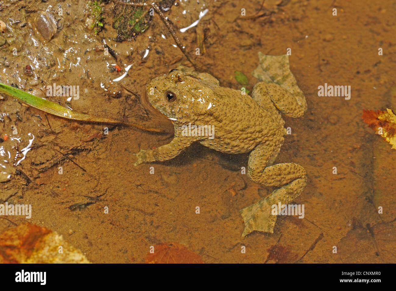 yellow-bellied toad, yellowbelly toad, variegated fire-toad (Bombina ...
