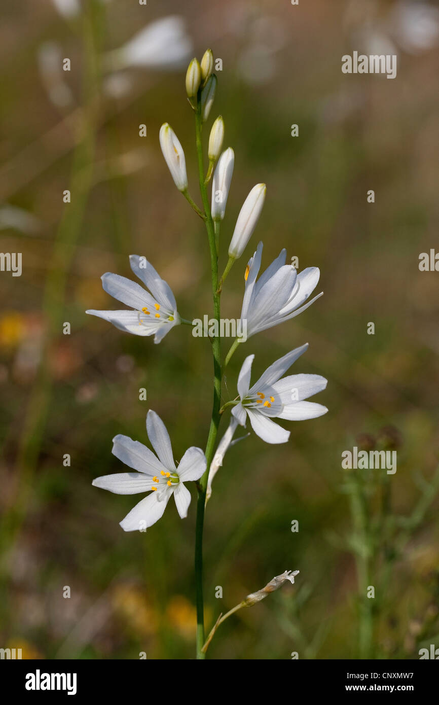 St. Bernard's lily (Anthericum liliago), inflorescence, Germany Stock ...