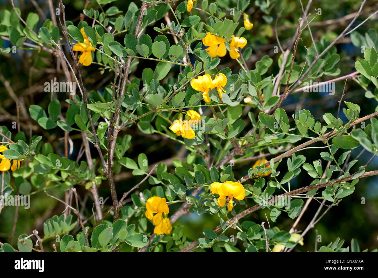 Colutea High Resolution Stock Photography and Images - Alamy