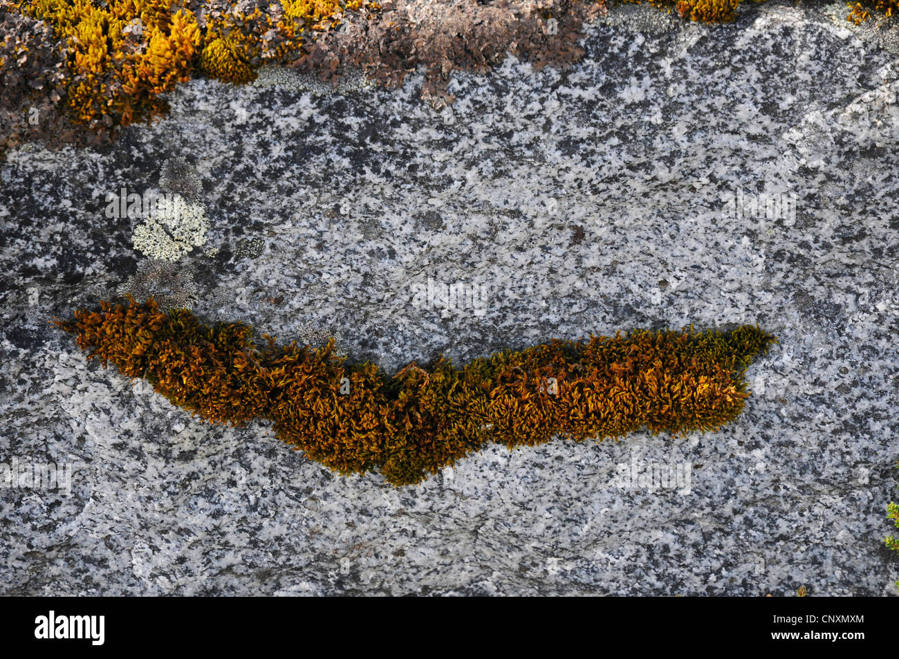 Lichen on rock, smile, Ainsworth bay, Darwin Range Ice Field, Tierra ...