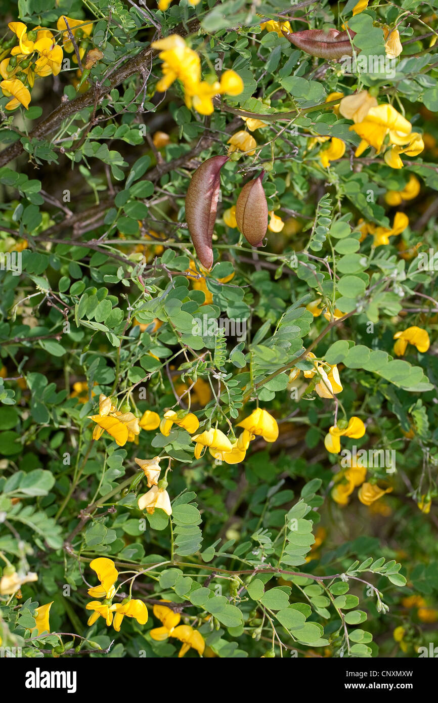 bladder senna, bladder-senna (Colutea arborescens), with flowers and ...