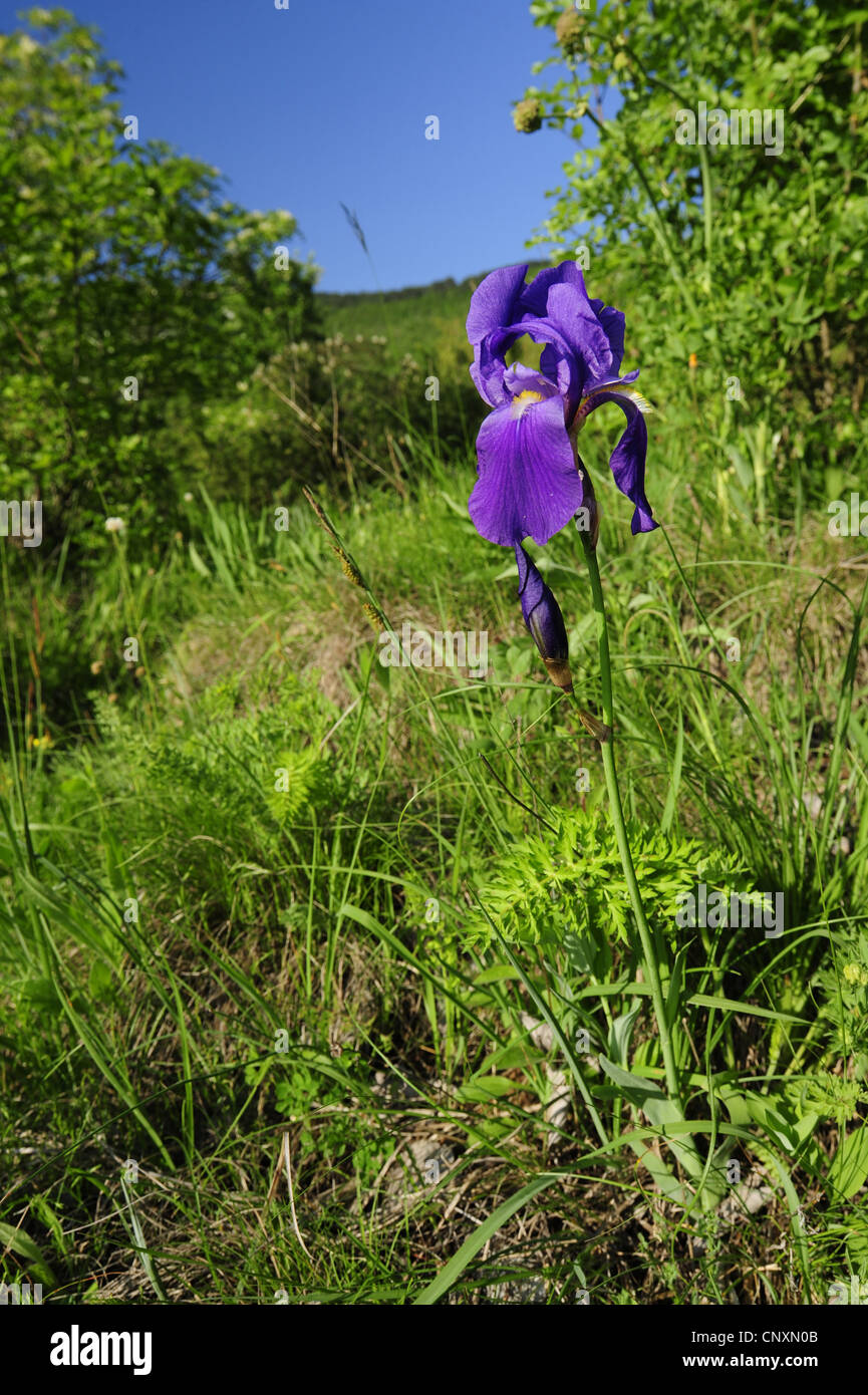 Iris illyrica hi-res stock photography and images - Alamy