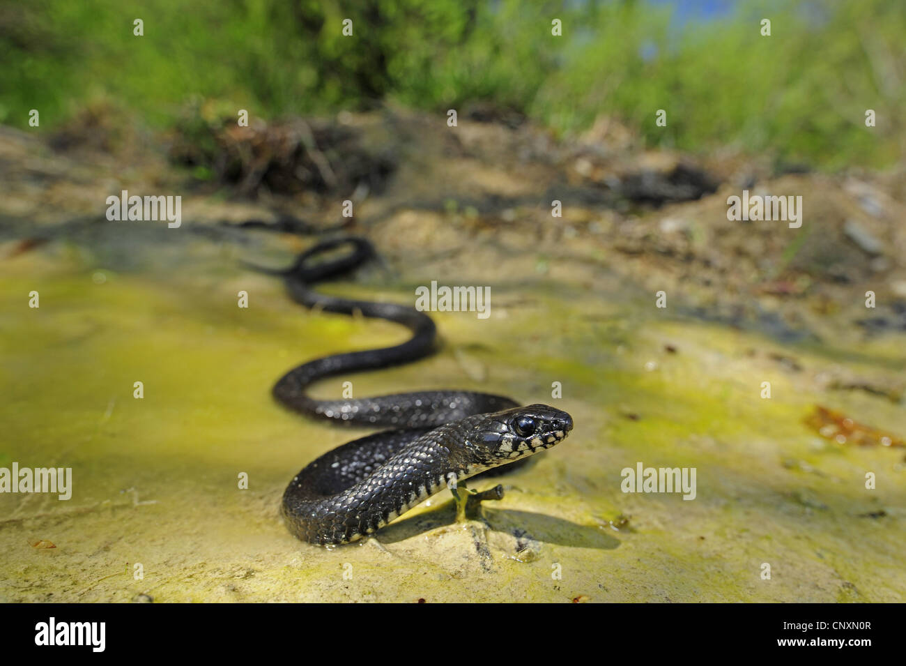 grass snake (Natrix natrix), black individual in a puddle, Croatia ...