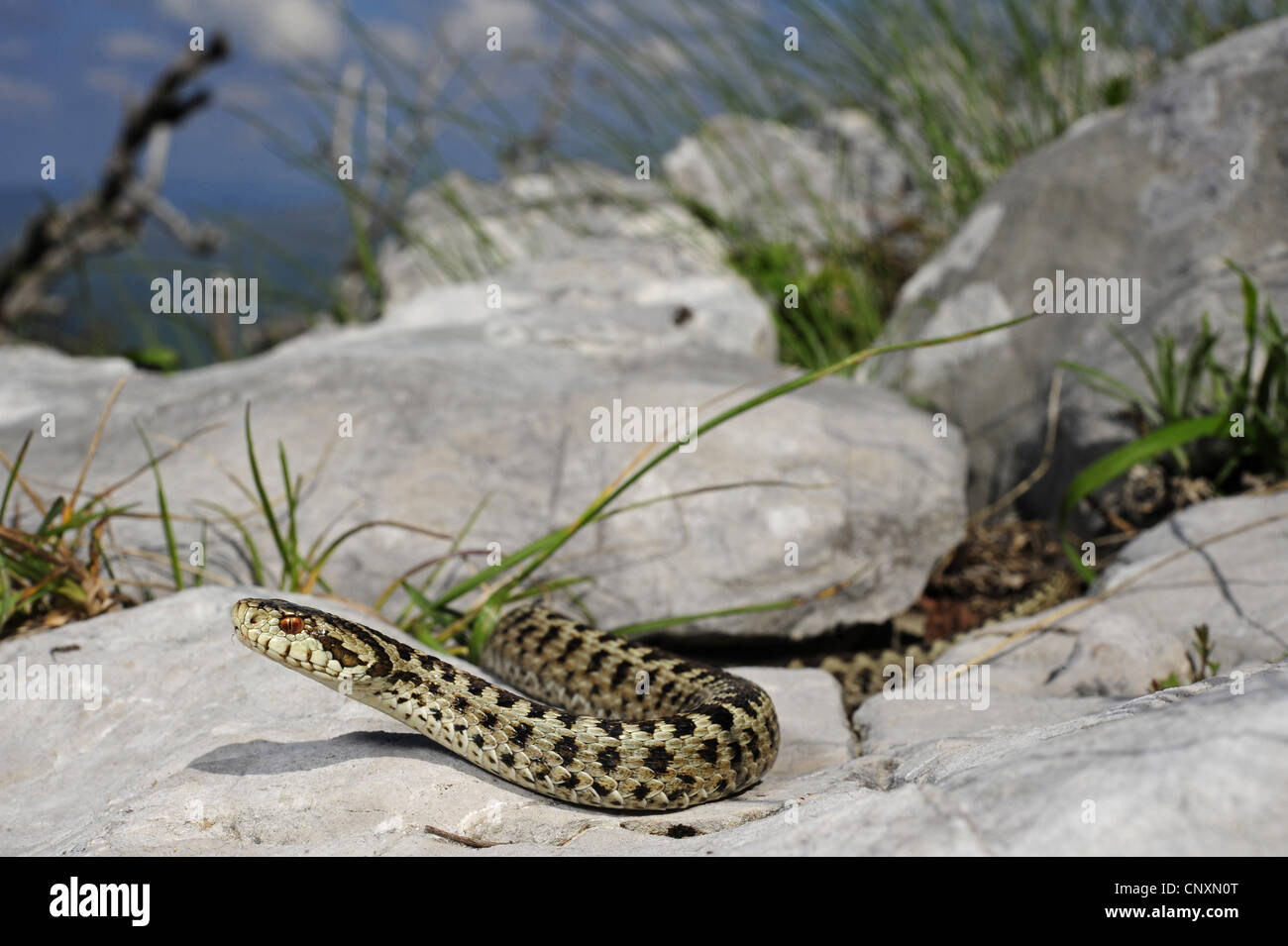meadow viper, Orsini's viper (Vipera ursinii, Vipera ursinii macrops ...